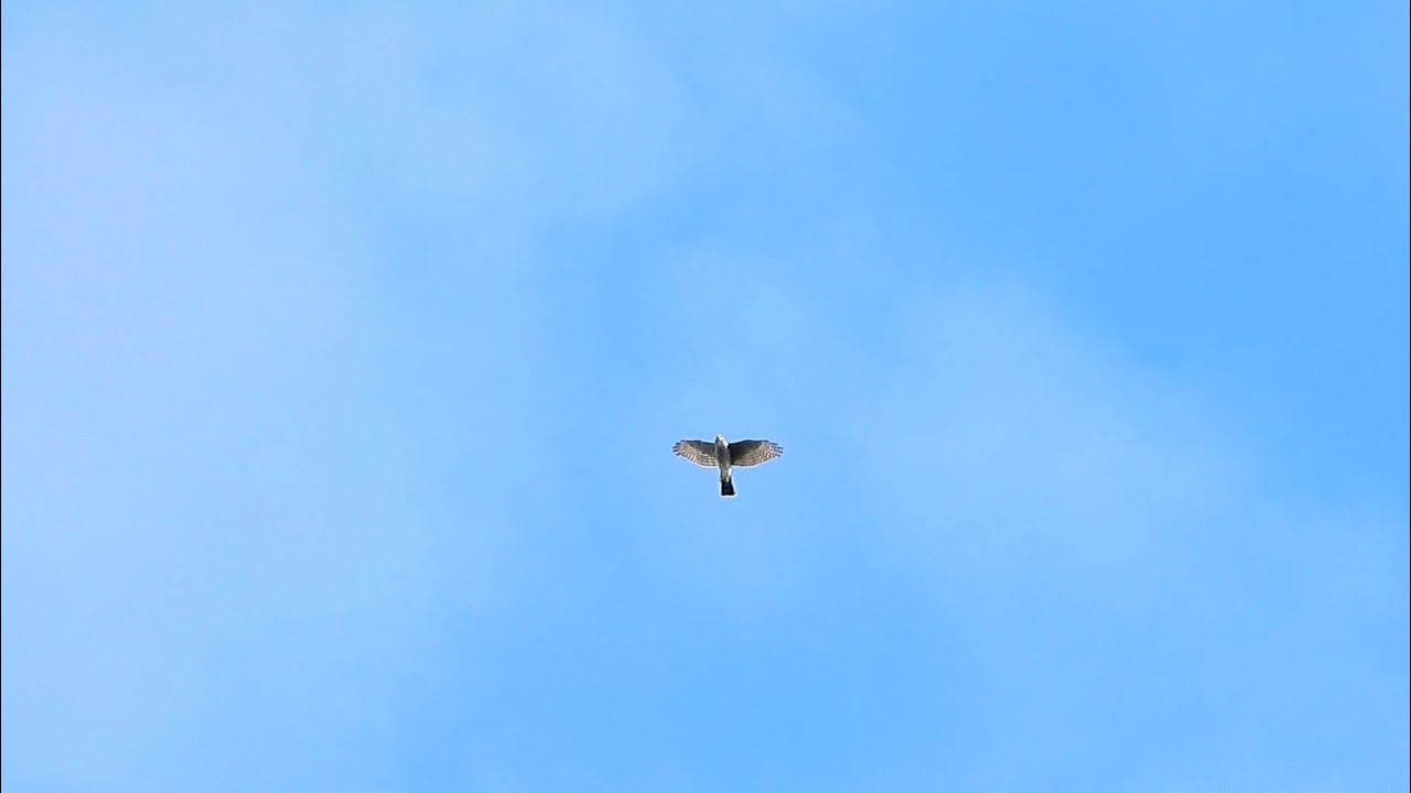 ハヤブサ・高速・高空 (4K) / Peregrine falcon, high speed, high altitude (4K ...