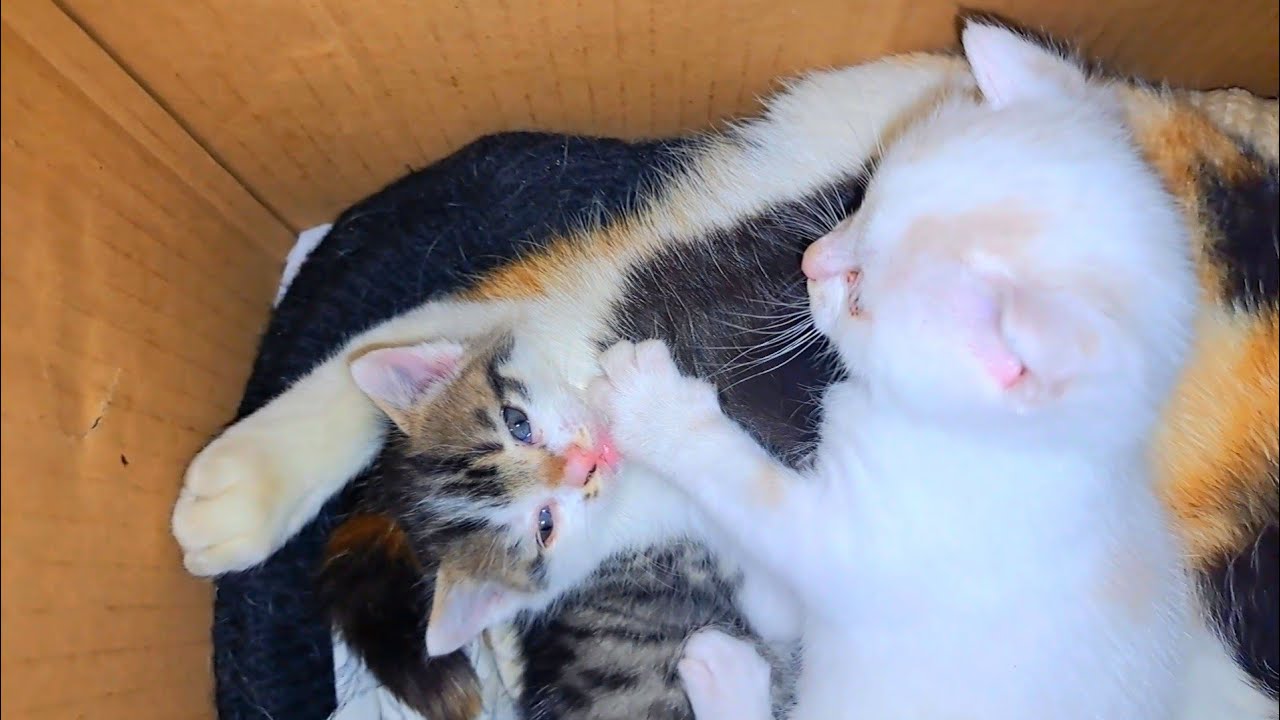 Little Kittens playing. These Kittens are so cute 😍 - YouTube