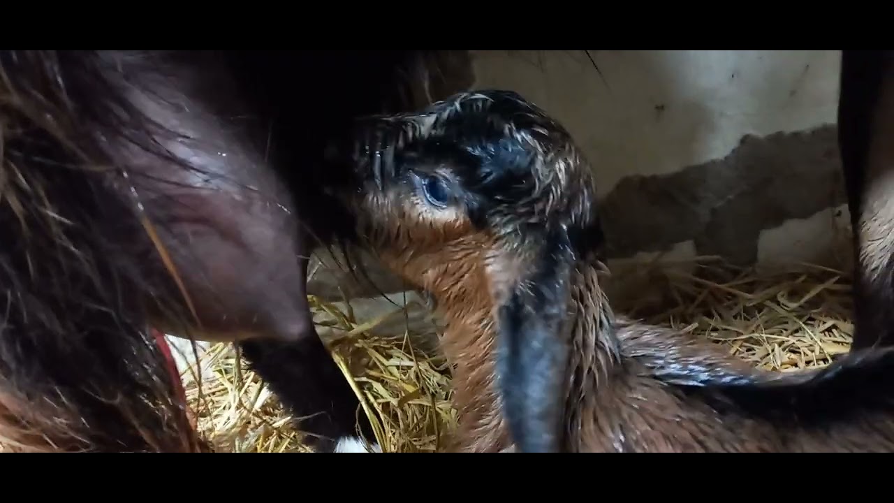 Capretto appena nato cerca il latte e non lo trova - YouTube