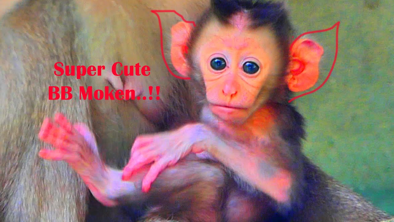 Update: ️ ️ ️Millions adorable BB MOKEN ️ ️ ️! Sweetie Moka got him ...