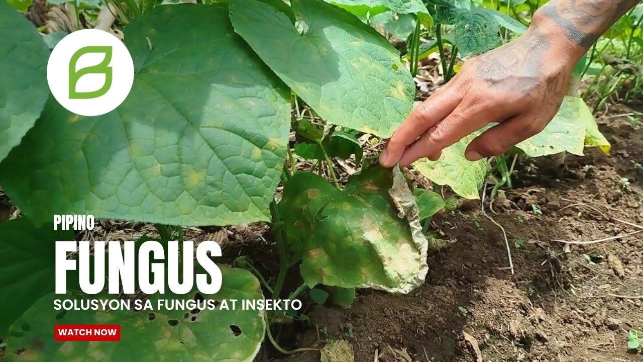PIPINO: SOLUSYON SA INSEKTO AT FUNGUS | THRIPS, WHITE FLY, DOWNY MILDEW ...
