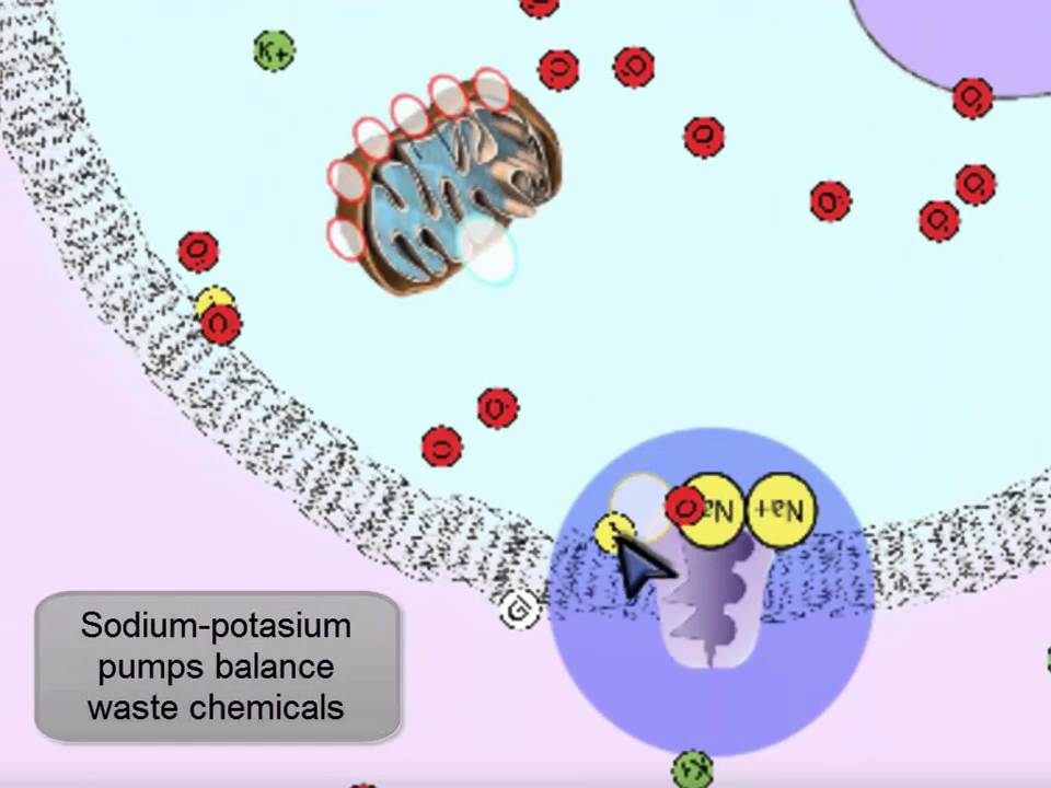 BIOS: A collaborative game to teach the cell structure and processes ...