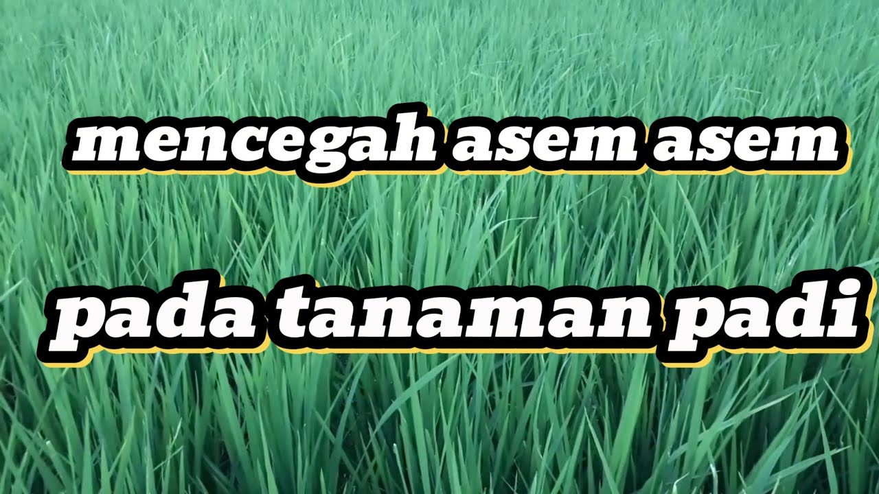 CARA MENCEGAH ASEM ASEM - YouTube
