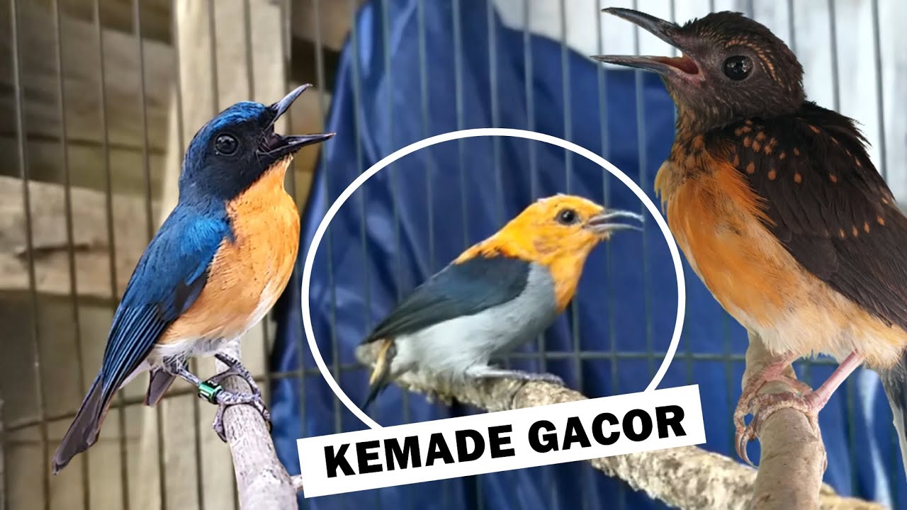 MASTERAN untuk MURAI BATU & Tledekan Gunung BAHAN | Suara burung kemade ...
