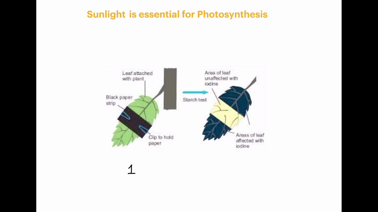 Photosynthesis in higher plants(Early experiments)- NEET - YouTube