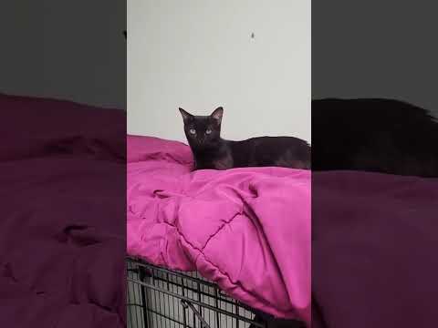 We are back and ready to say goodnight to 24 of the most magnificent, ridiculous and lovable felines