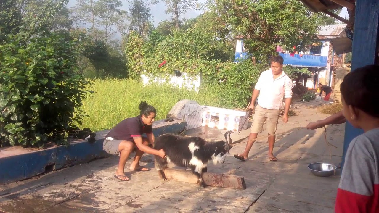 New Nepali Dashain goat cutting 2018।।। - YouTube