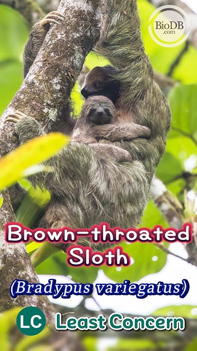 🦥Brown-throated sloth facts, distribution & population | BioDB #biodb # ...