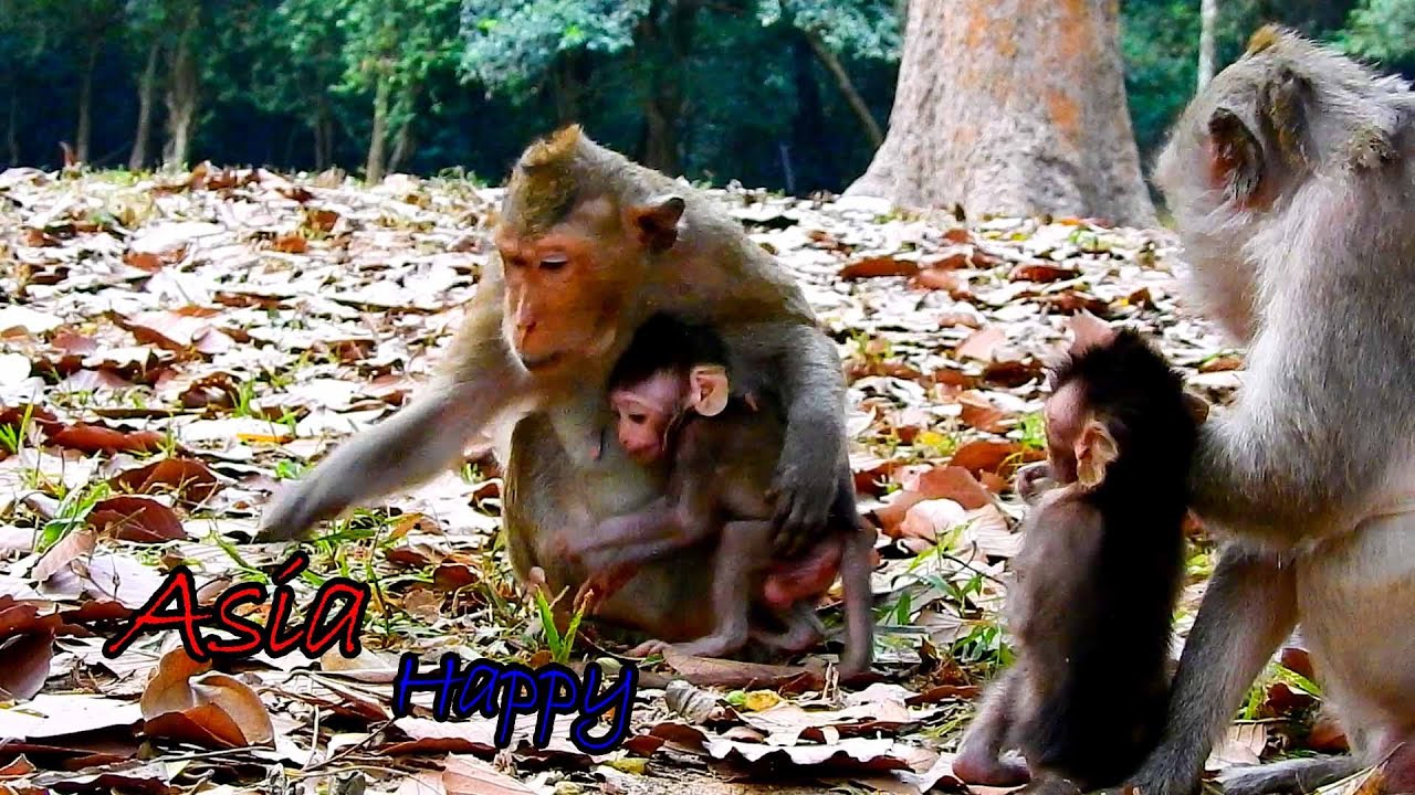Life of monkey that having fun All Time that is Asia Monkey | April ...