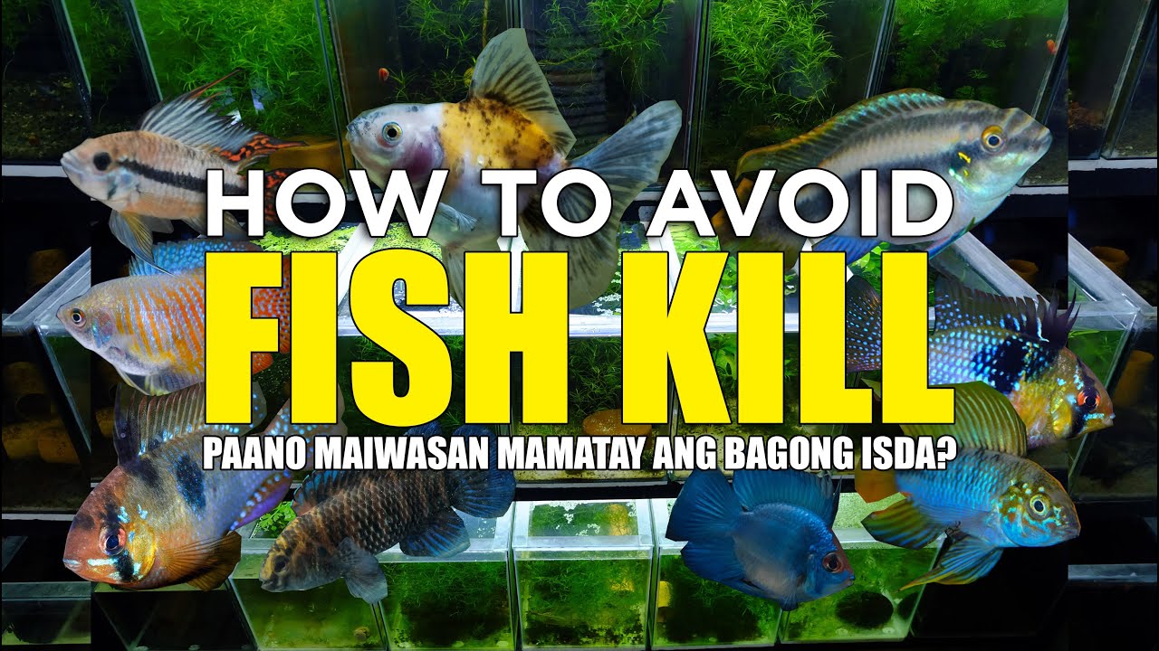New Fish? How to avoid your fish from dying? Proper way of introducing ...