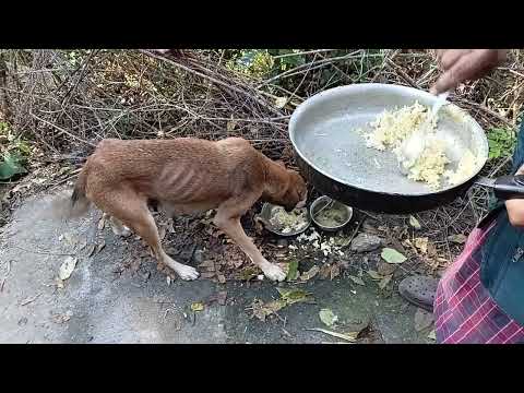 Mother 🐕 dog drinking 🍸 raw 🥚 eggs/eating split mung beans 🫘  curry with boiled 🍚 rice 🍚 😋 👌 Boston