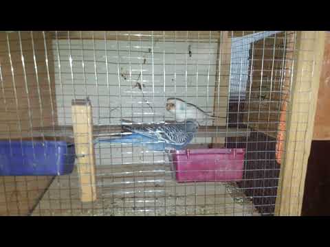 Kanareykalar🐦🐦🐦