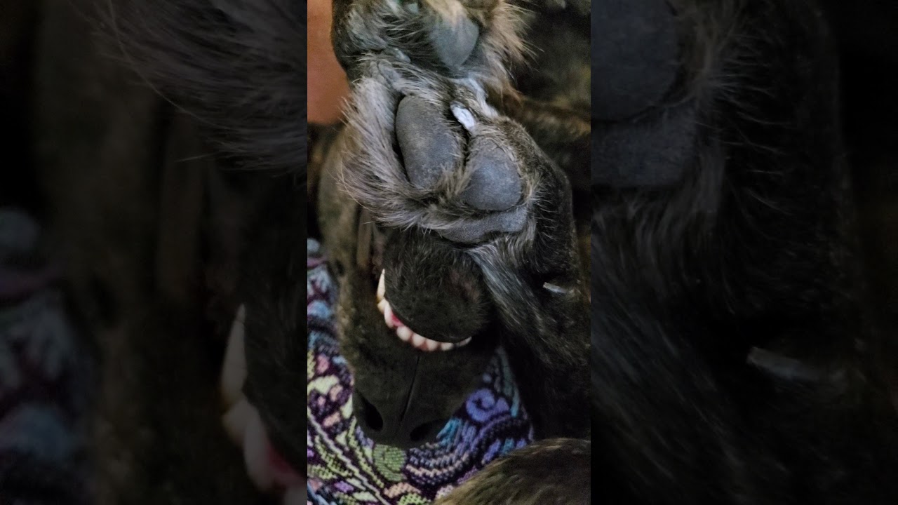 What s Wrong With My Dog YouTube what-s-wrong-with-my-dog-youtube