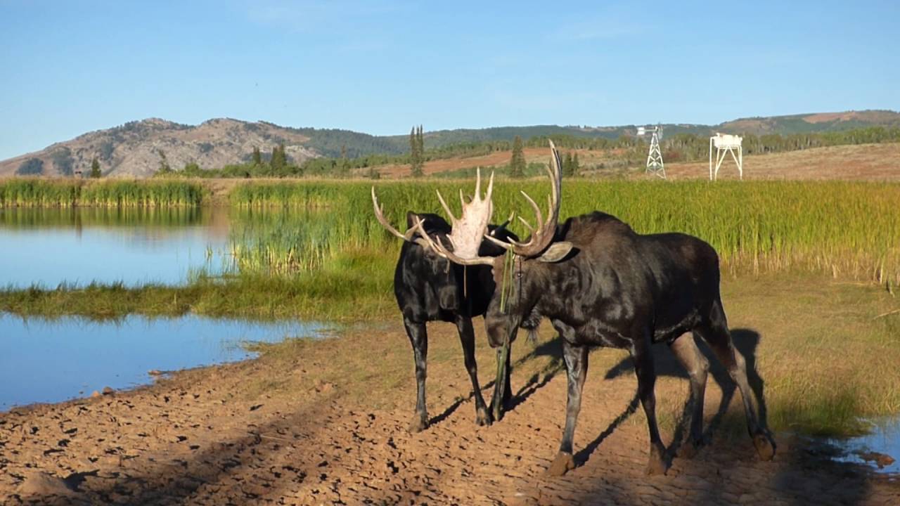 Moose in the Rut - YouTube
