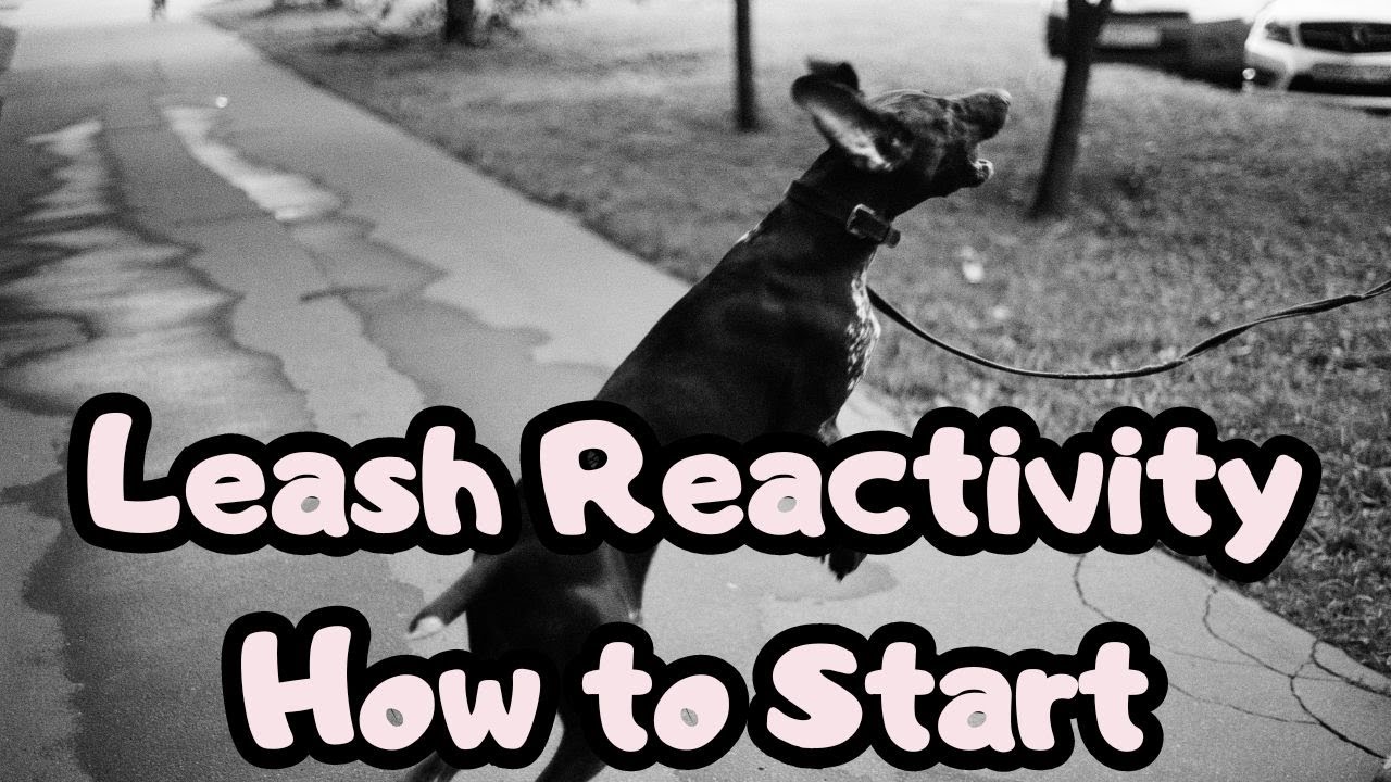 Leash Reactive Dog - First Training Steps - the Empath's Way - YouTube