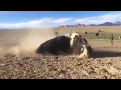Tibetan yak fight! - YouTube