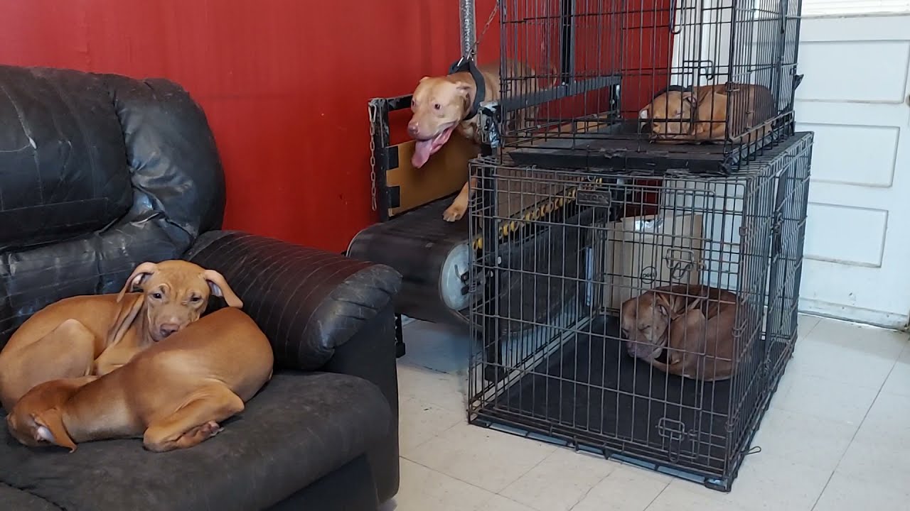 Functionality in Inbred Pitbulls - YouTube