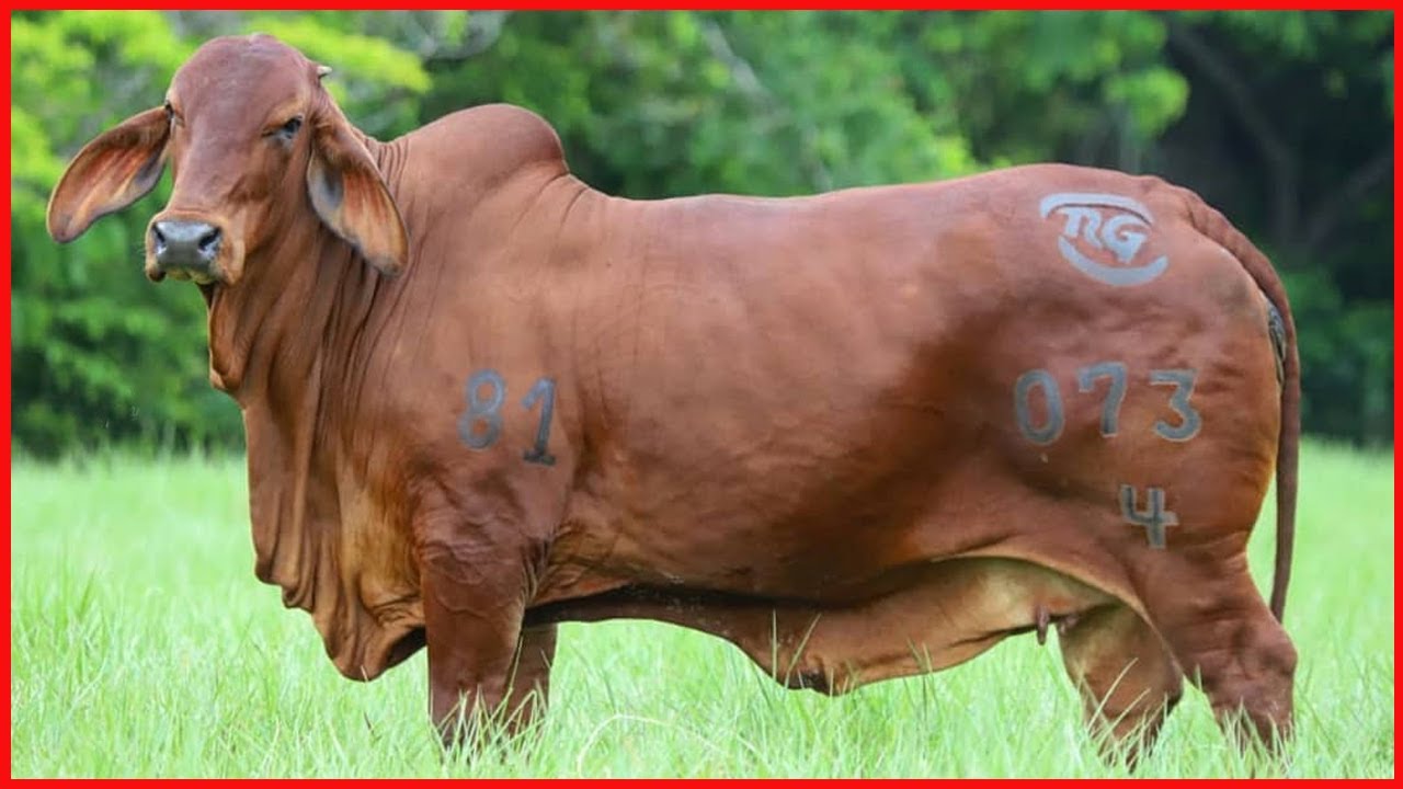 🔴 Red Brahman Bull 🏆 8 - YouTube