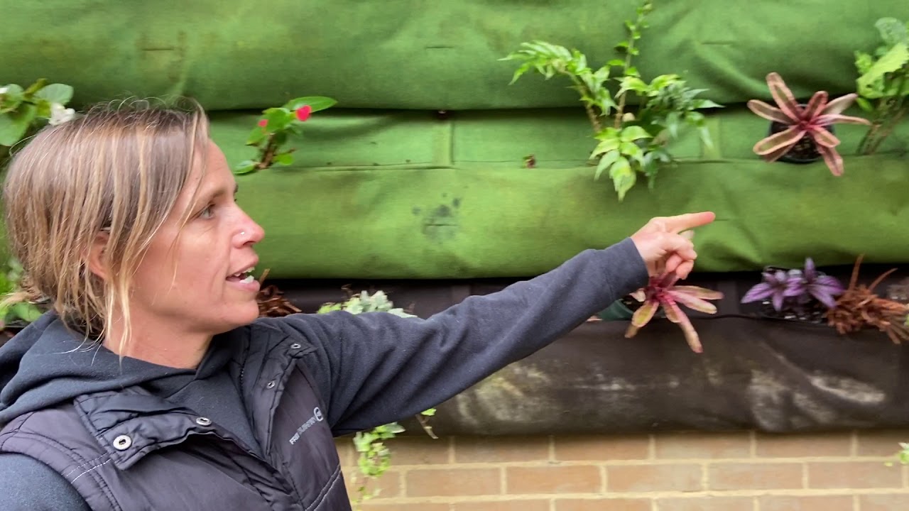 Woolly Pockets at Brookgreen Gardens - YouTube