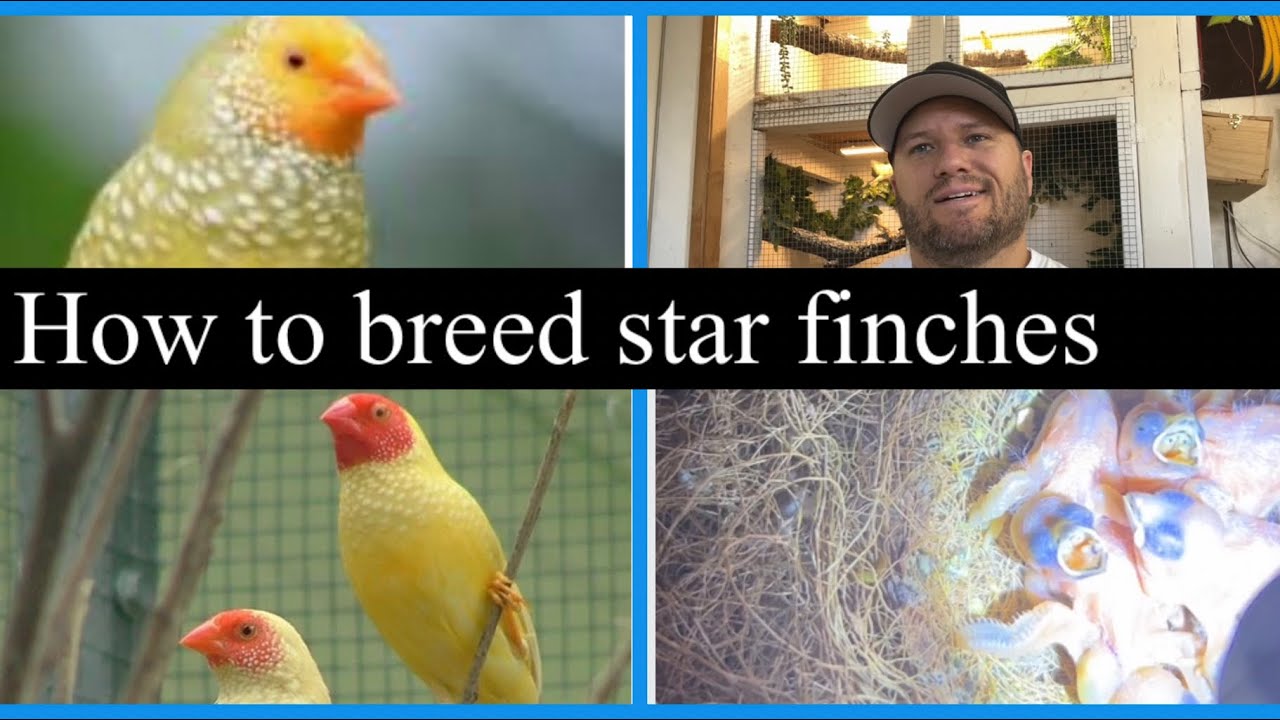 How to breed star finches - YouTube