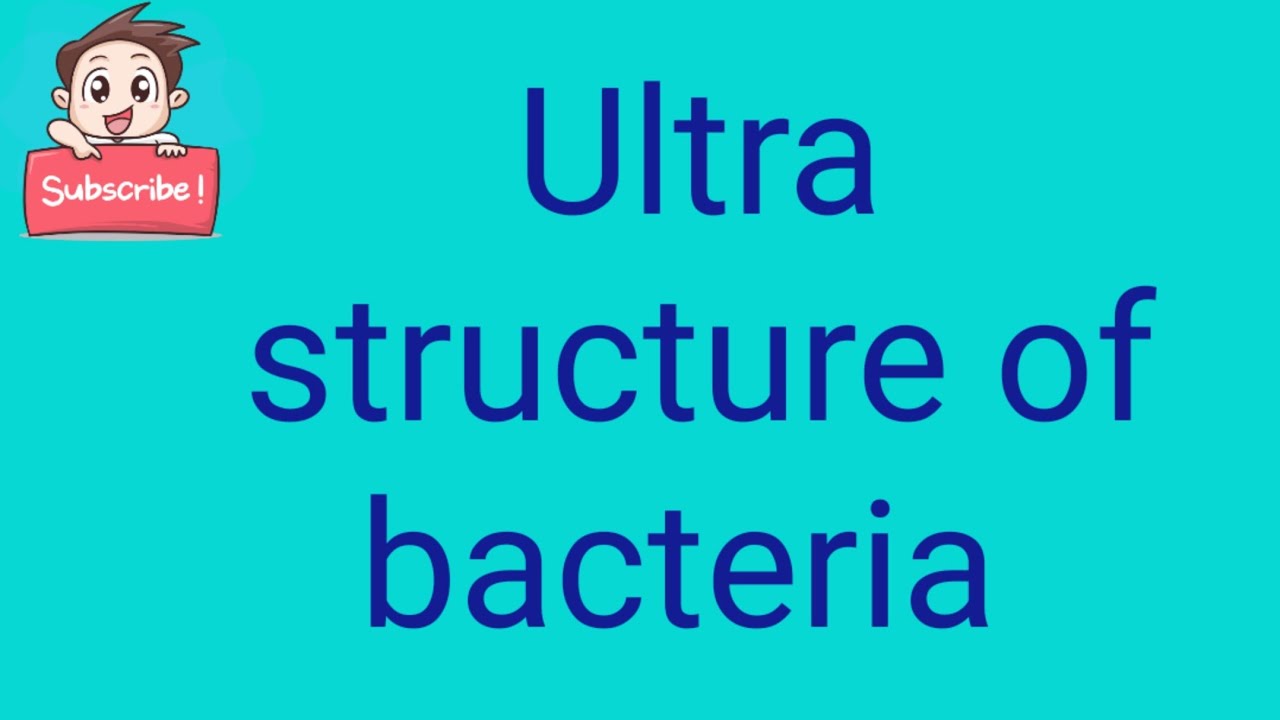 Ultrastructure of Bacteria - YouTube