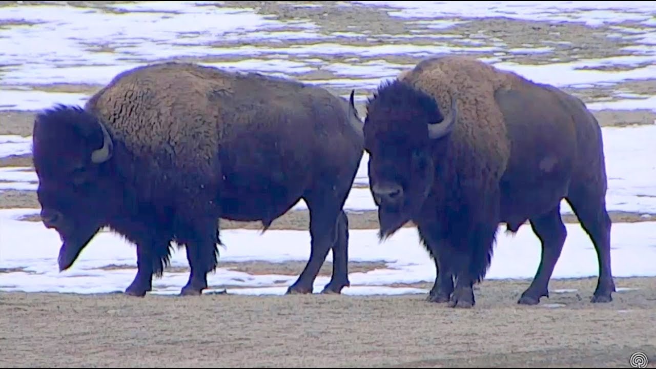 Three lovely Bison! Bison Watering hole cam. 22 November 2017 - YouTube