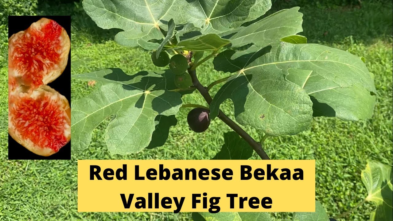Red Fig Tree