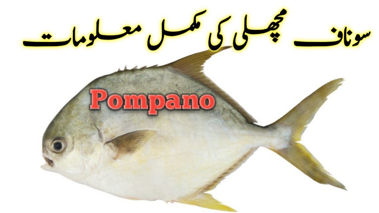 Sonaf Fish Information | سوناف مچھلی کی معلومات #fishinfo #sonaf # ...