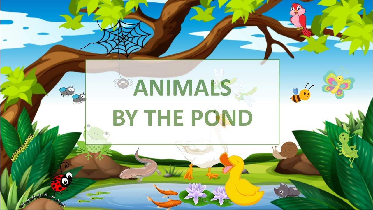 Animals by the pond | Learn Animals | Preschool & Kids Learning - YouTube