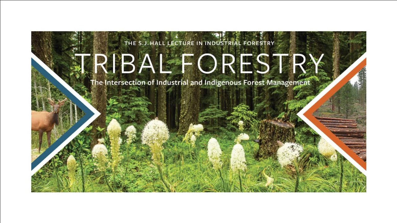 Tribal Forest Management: The Intersection of Industrial and Indigenous ...