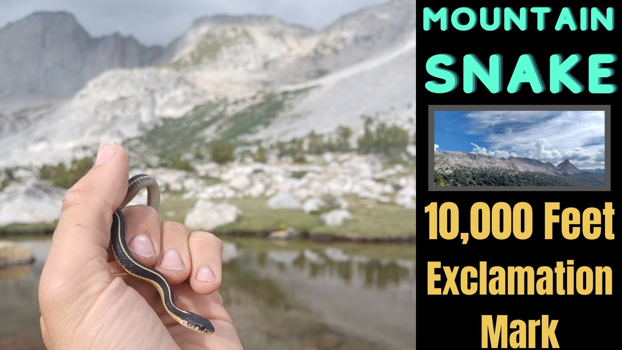 Lovely Mountain Garter Snake In Yosemite National Park! - YouTube