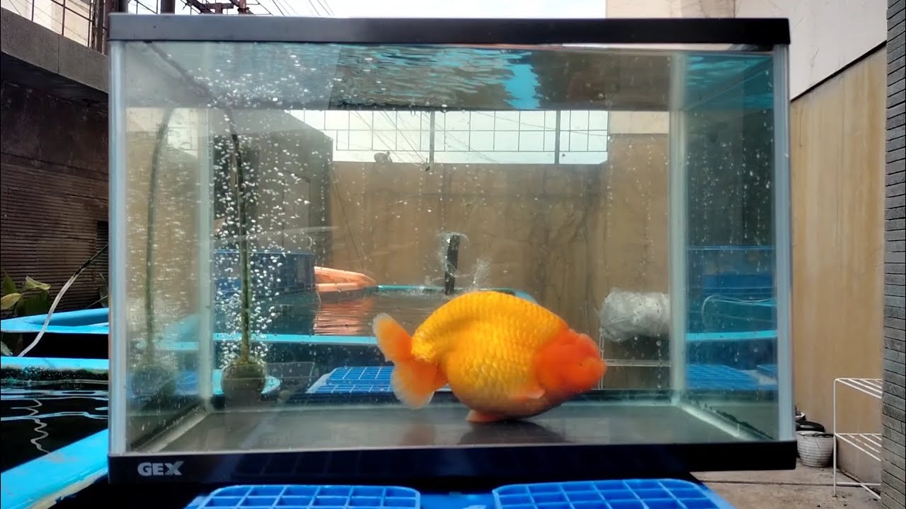 ikan mas koki ranchu buffalo goldfish female - YouTube