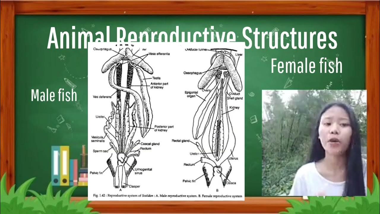 Lesson 3: Reproductive Structures of Animals and Plants - YouTube