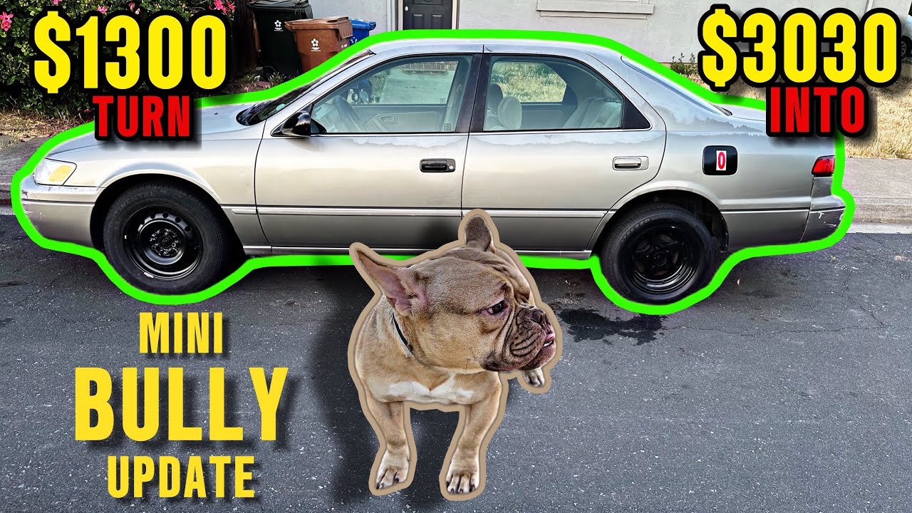 Selling Cars, Dog Breeding, Micro Exotic Bully Kennel Update - YouTube