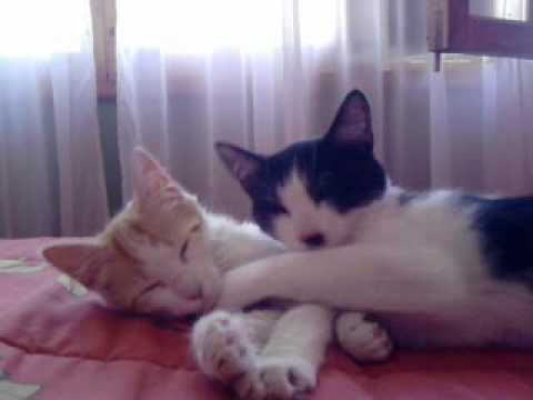 Gatos besandose | Kissing cats - YouTube