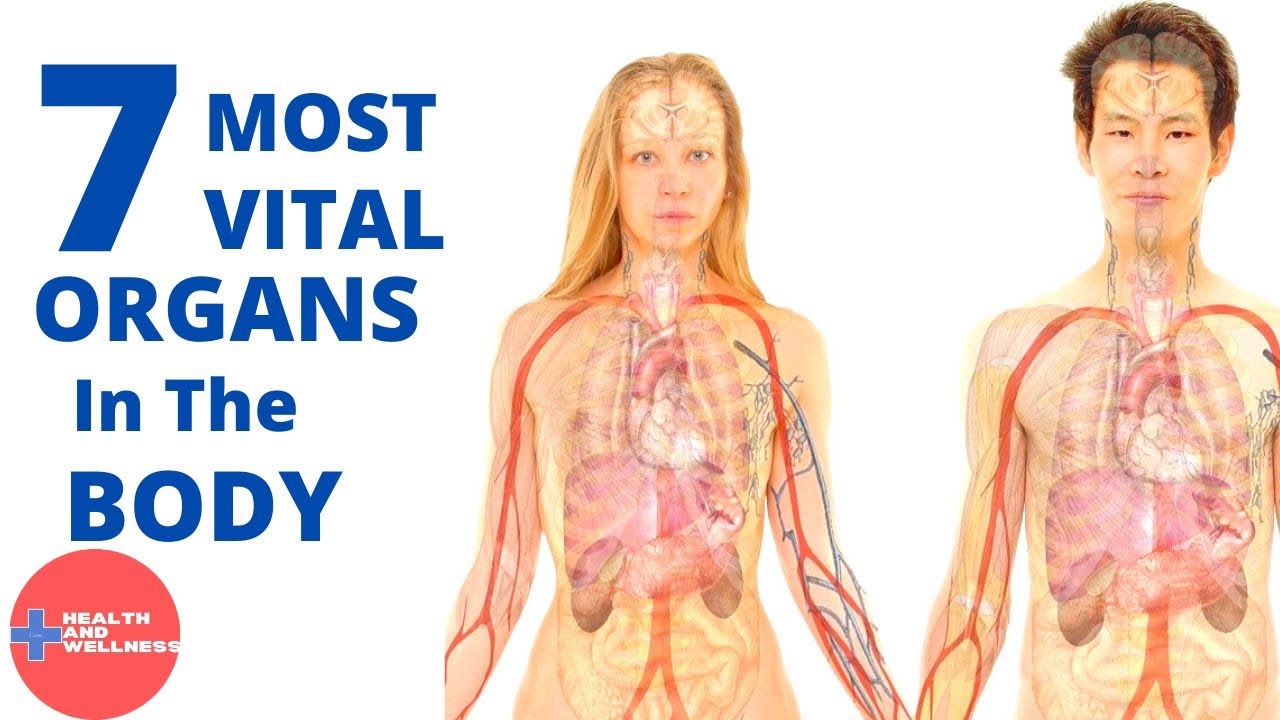 7 Most Vital Organs in the Body. - YouTube