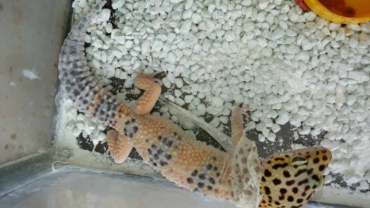 My Gecko, changing skin - YouTube