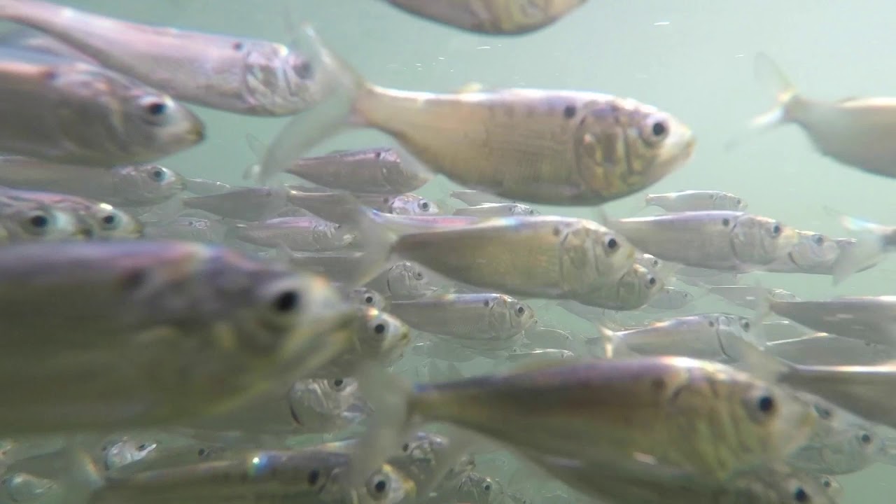 Schools of Bunker Fish, Hungry Striped Bass and Swarming Seagulls - YouTube