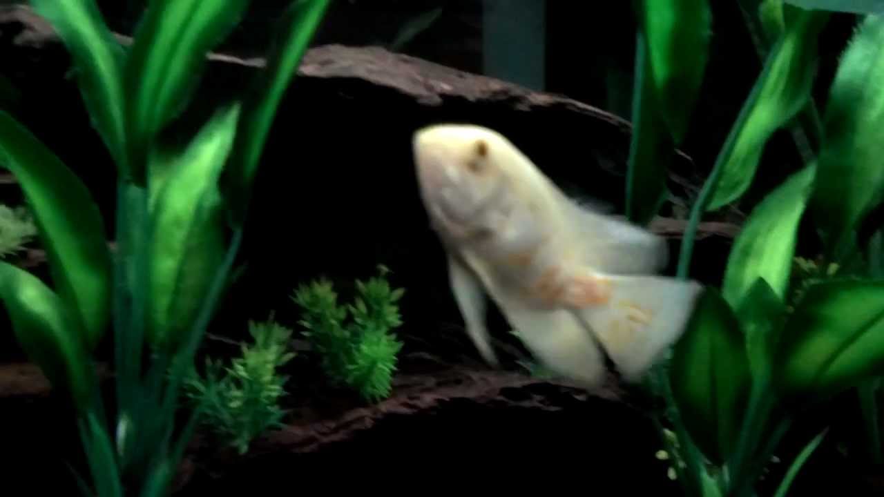Albino tiger veil tail (long finned) oscar - YouTube