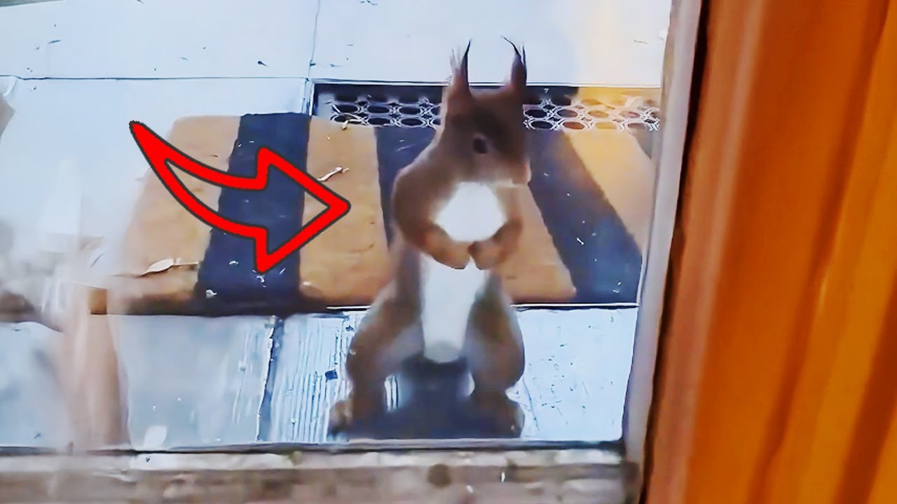 A woman giving food to squirrels is surprised by the incredible thing a squirrel does - YouTube