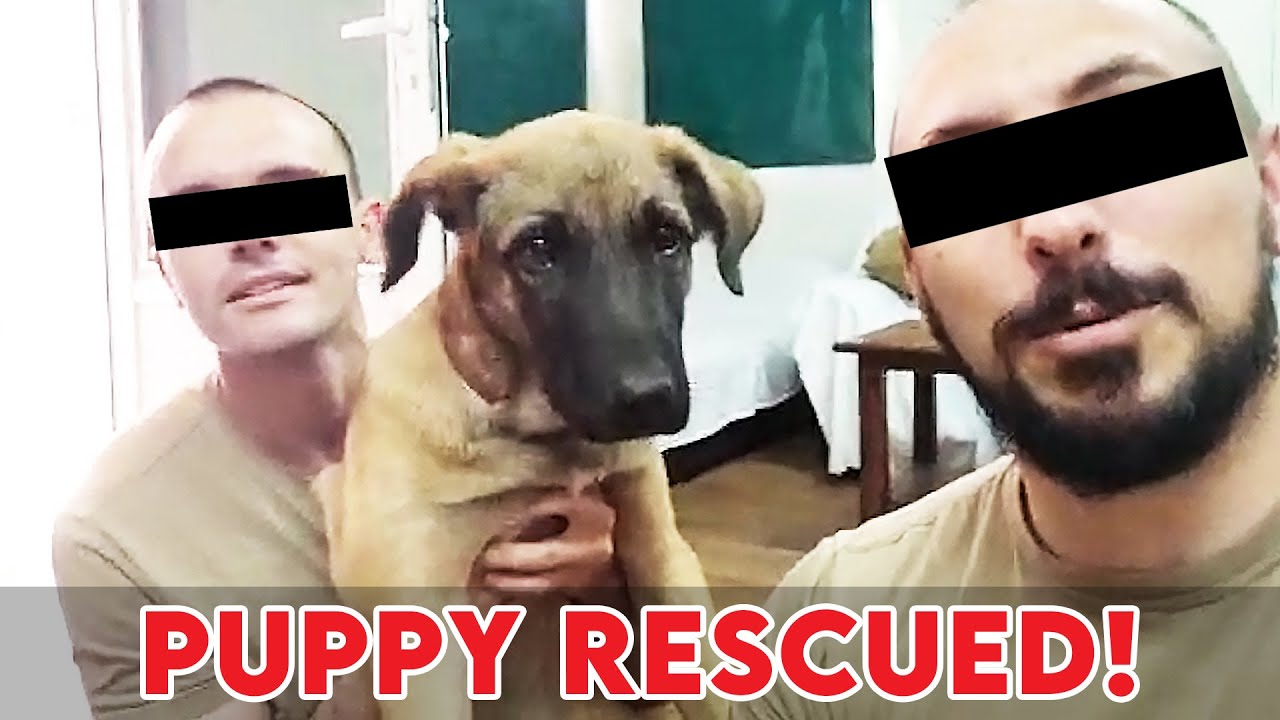Young puppy rescued by two soldiers… help us bring him home! - YouTube
