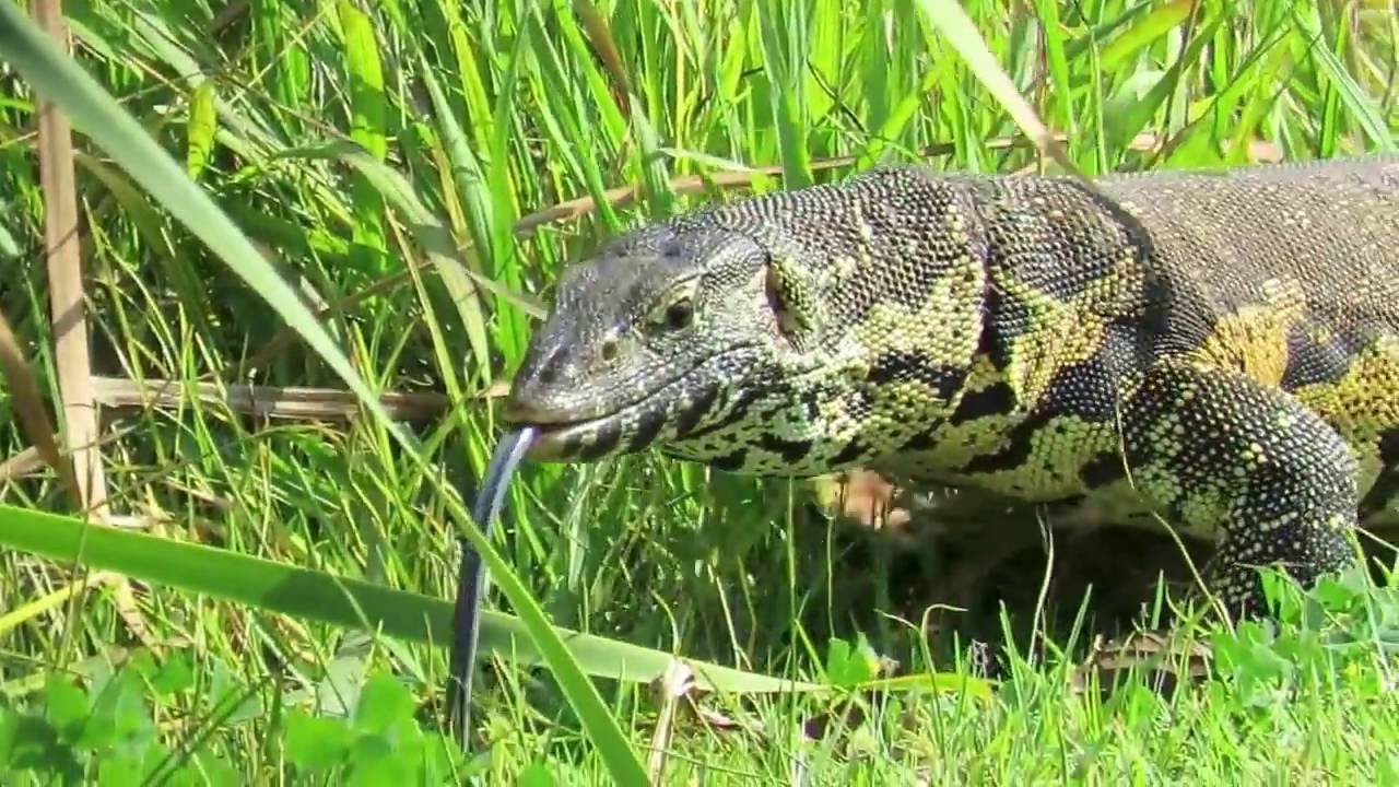 Water Leguaan (Water Monitor) - YouTube