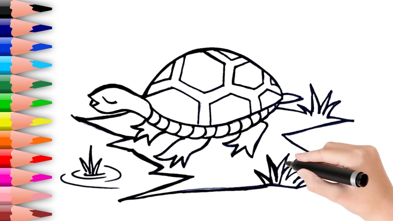 How to draw a Tortoise Step by Step | Easy drawings - YouTube