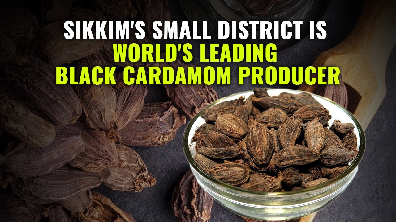 Small, Remote District- North Sikkim Is World Leading Black Cardamom ...