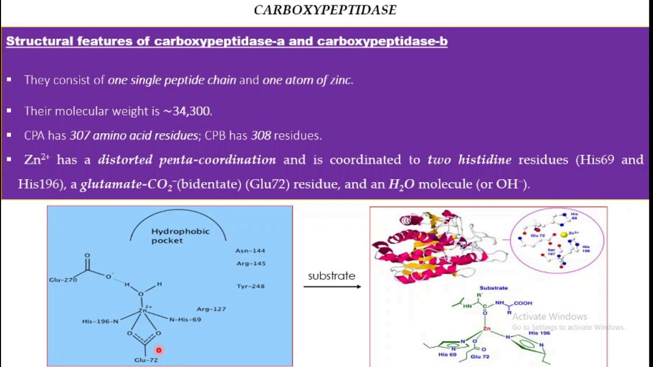 Carboxypeptidases - Zinc enzyme - YouTube