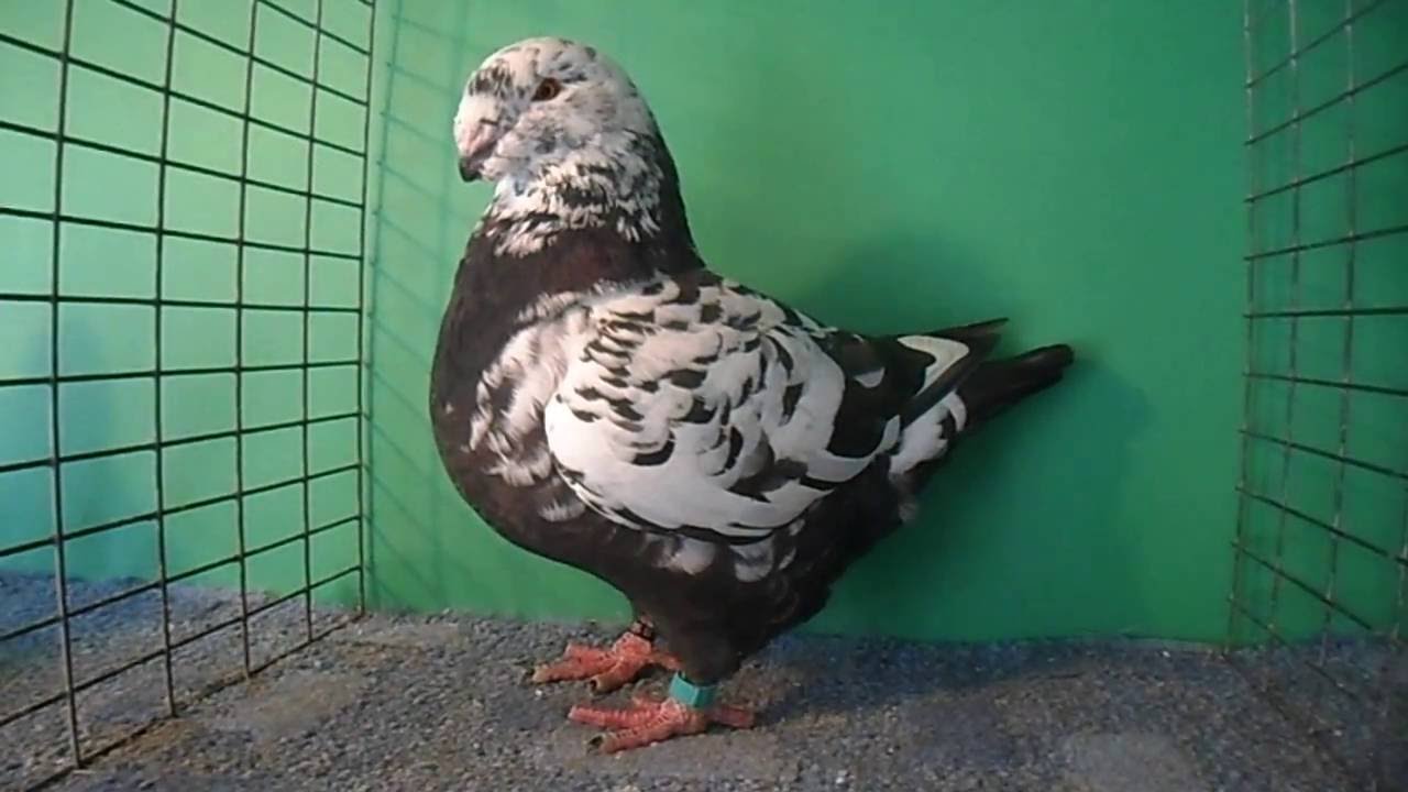 American Giant Homer 017 - YouTube