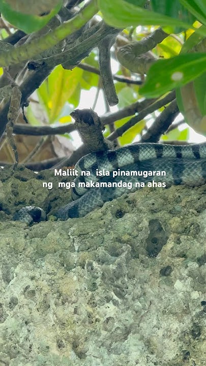 Maliit na isla pinamugaran ng mga makamandag na ahas #shortvideoyoutube #walowalo - YouTube