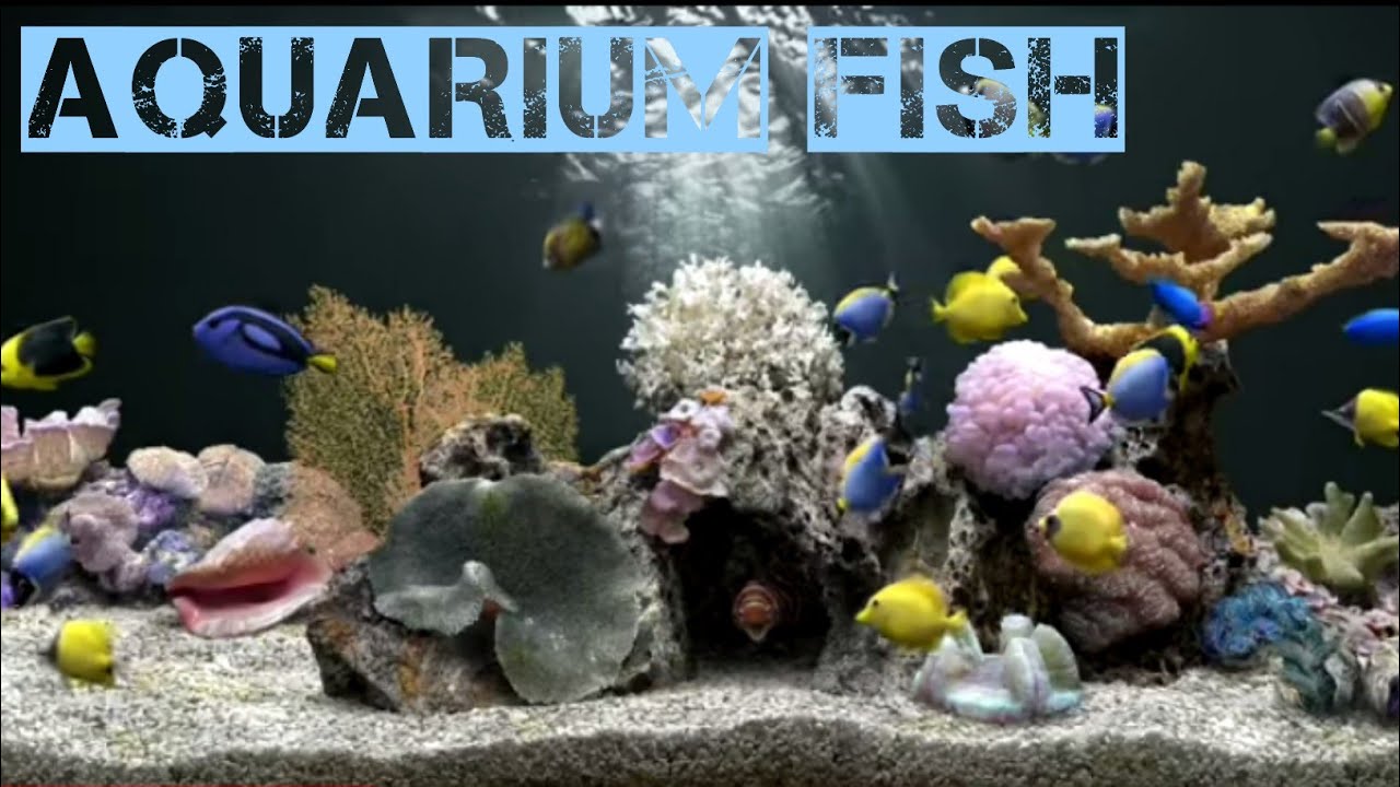 Different colours of widow tetra fish |Glow widow tetra | - YouTube