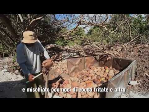 Farming in the Maldives - Maldivian Agriculture Prospects - YouTube