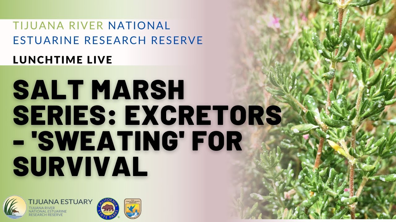 Lunchtime Live: Salt Marsh Series - Excreters: ‘Sweating’ for Survival ...